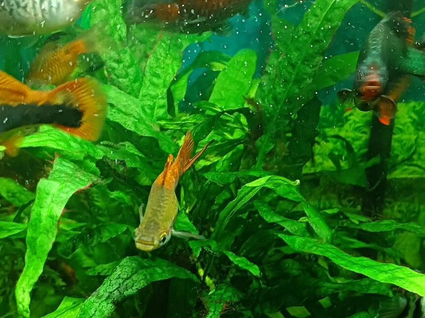 Папоротник таиландский