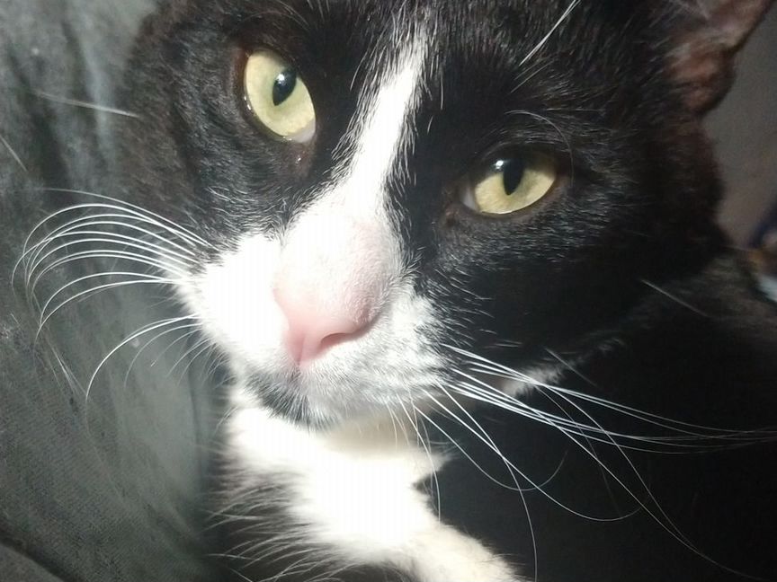 Котик с атаксией Марк