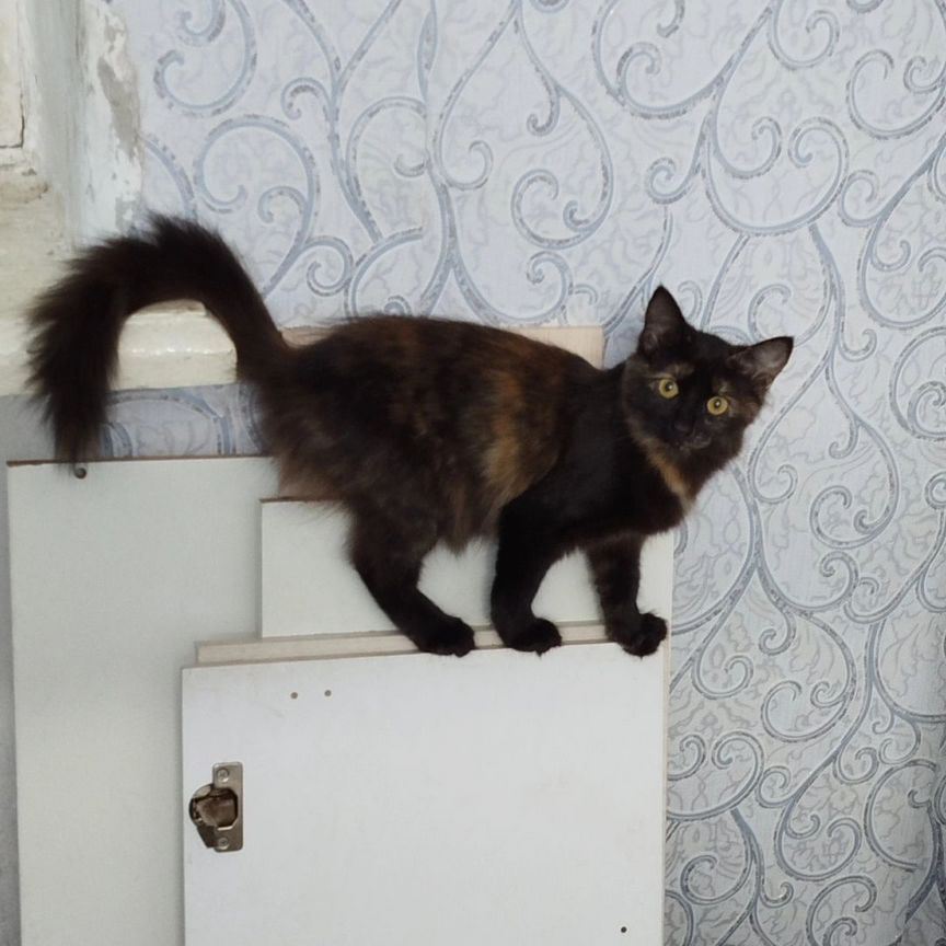 Котёнок-девочка, 4 месяца, в добрые руки