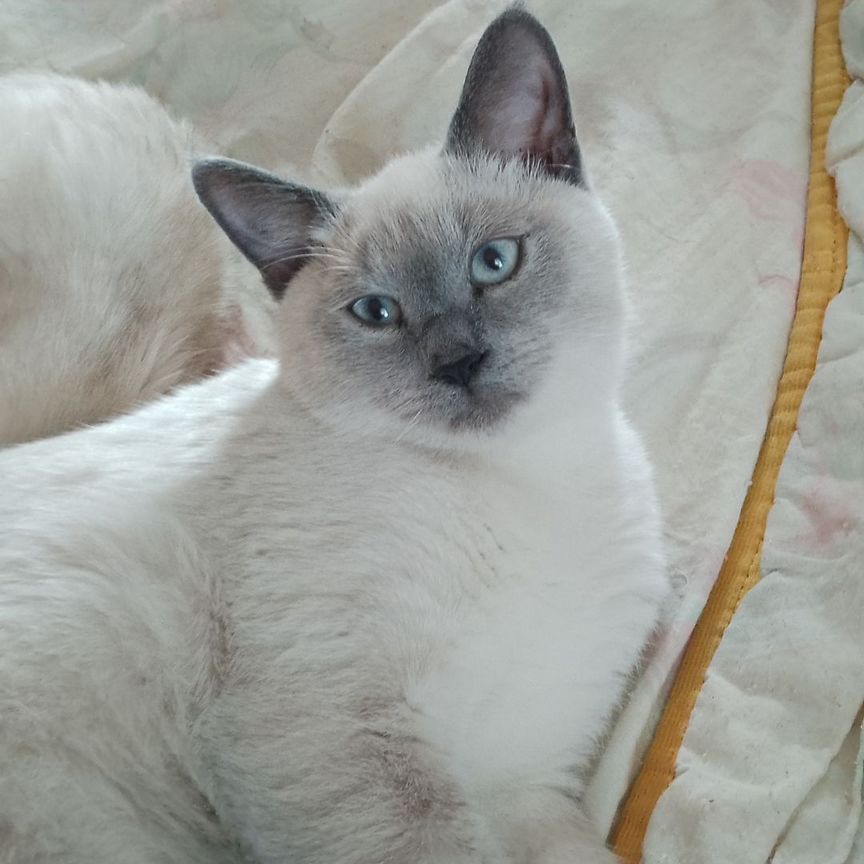 Отдам бесплатно котика