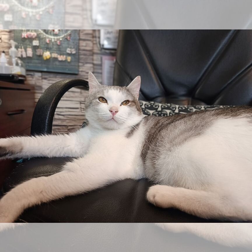 Взрослый кот в добрые руки