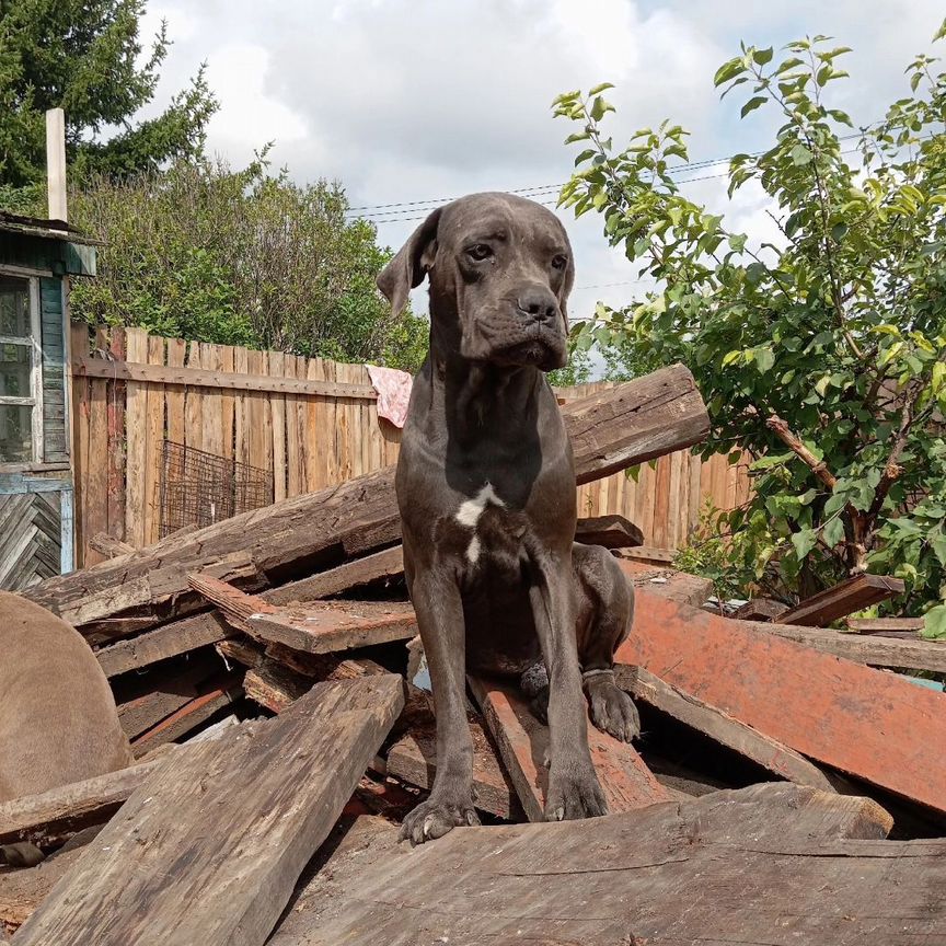 Кане корсо в добрые руки