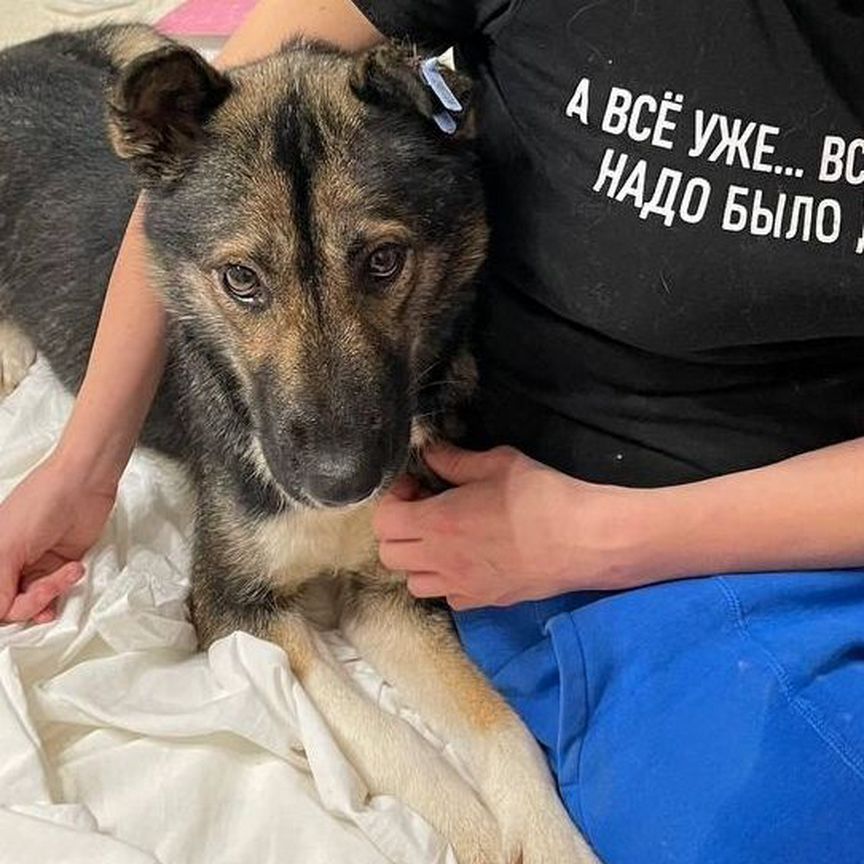 Девочка-волчок в добрые руки