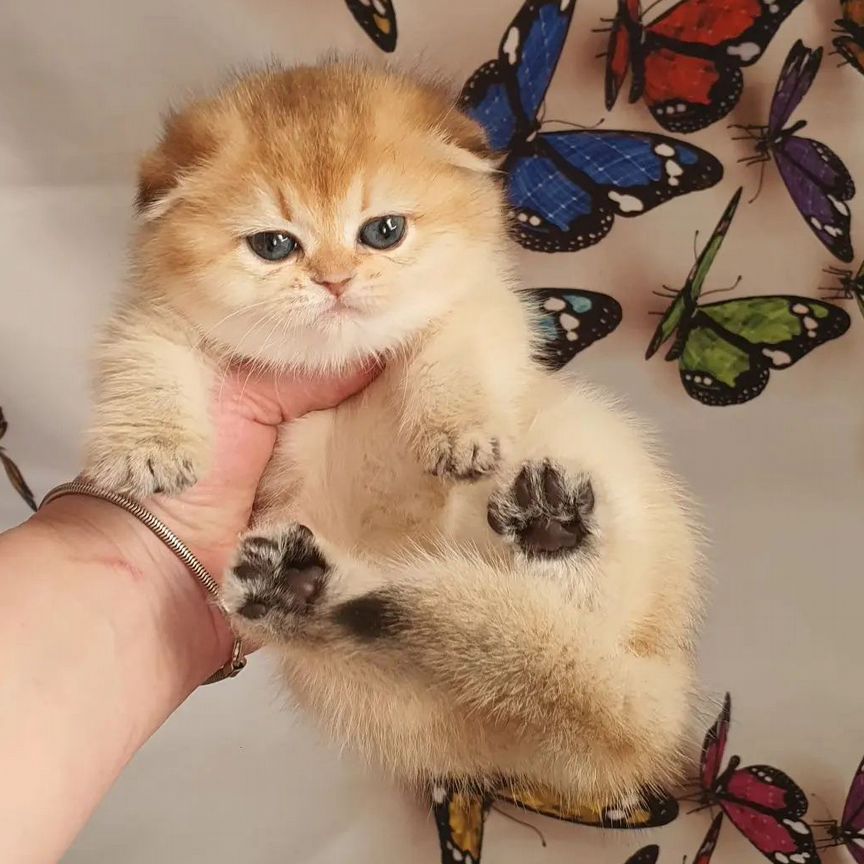 Шотландский вислоухий короткошёрстный котёнок