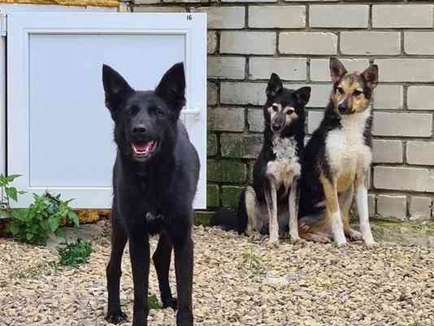 Друзья ждут в неволе всю жизнь своего человека
