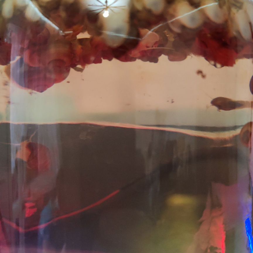 Ампулярии 100шт