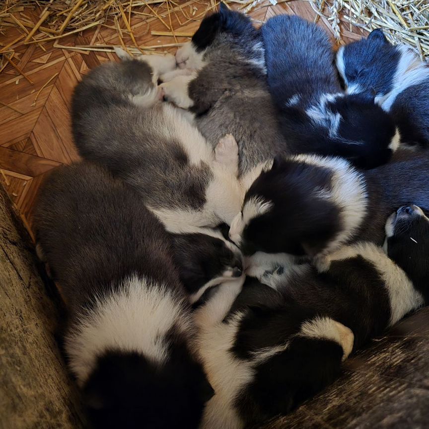 Щенки русско-европейской лайки