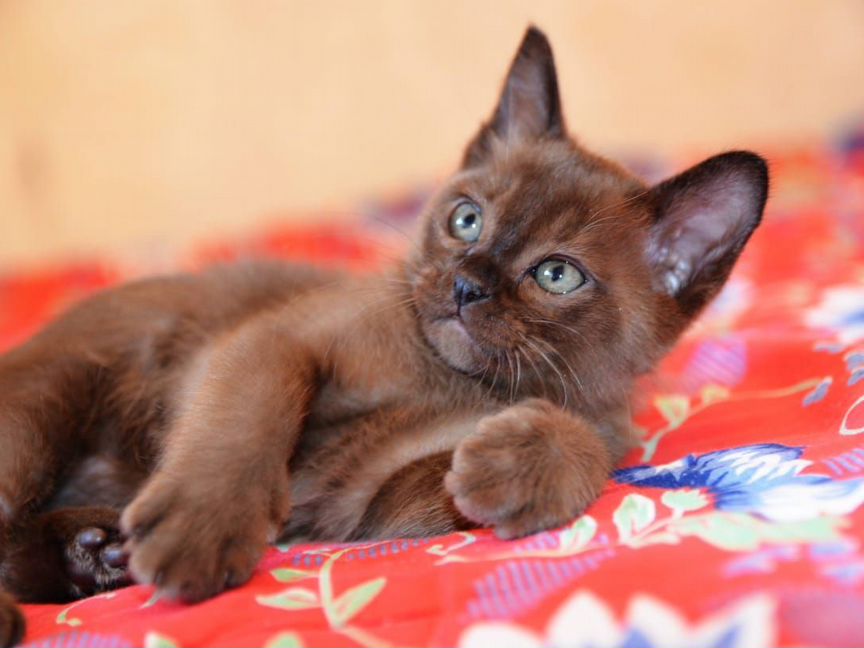 Бурманчики