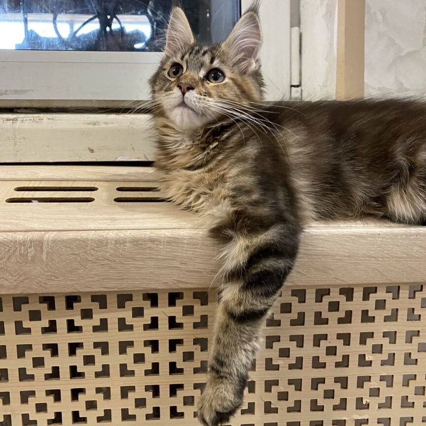 Котенок мейн кун