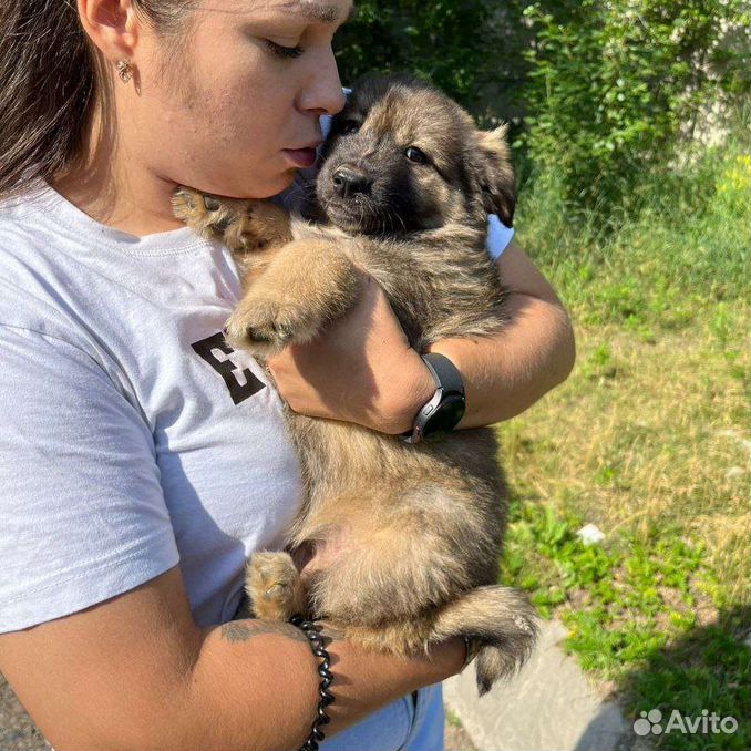 Щенок-очаровашка из приюта в добрые руки