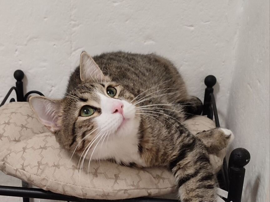 Котик Савелий