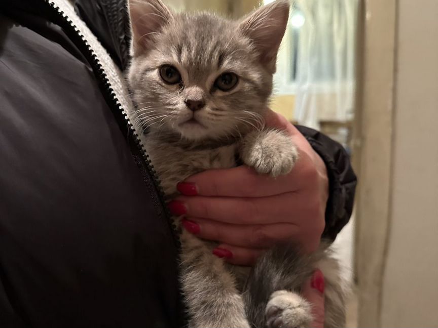 Котенок в добрые руки