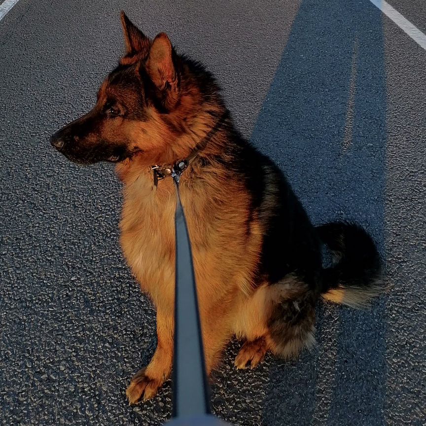 Немецкая овчарка