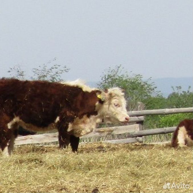 Телки герефорд 12-18 месяцев