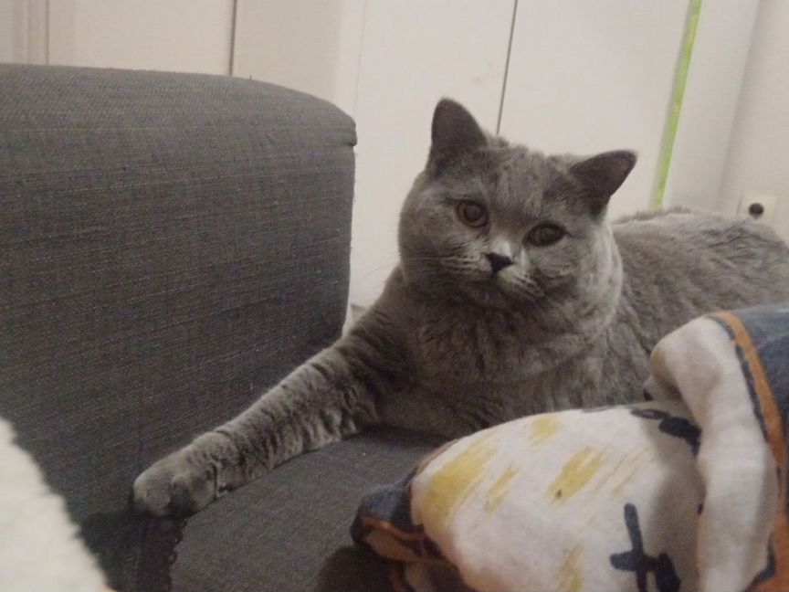 Британская