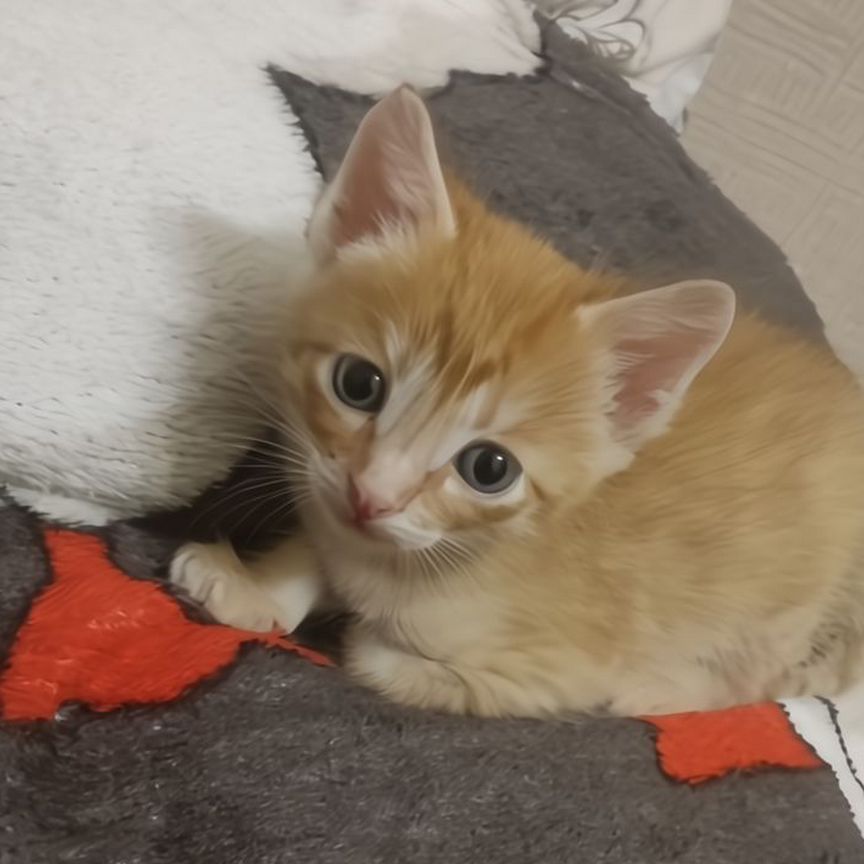 Сибирский котёнок