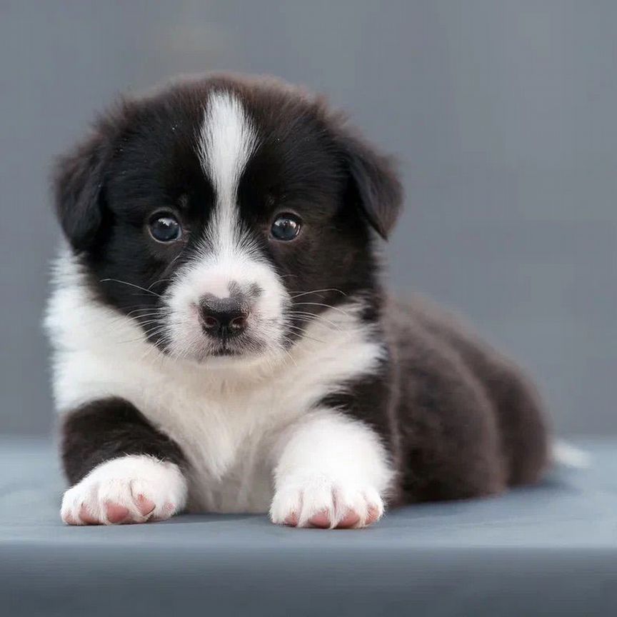 Вельш-корги кардиган девочка