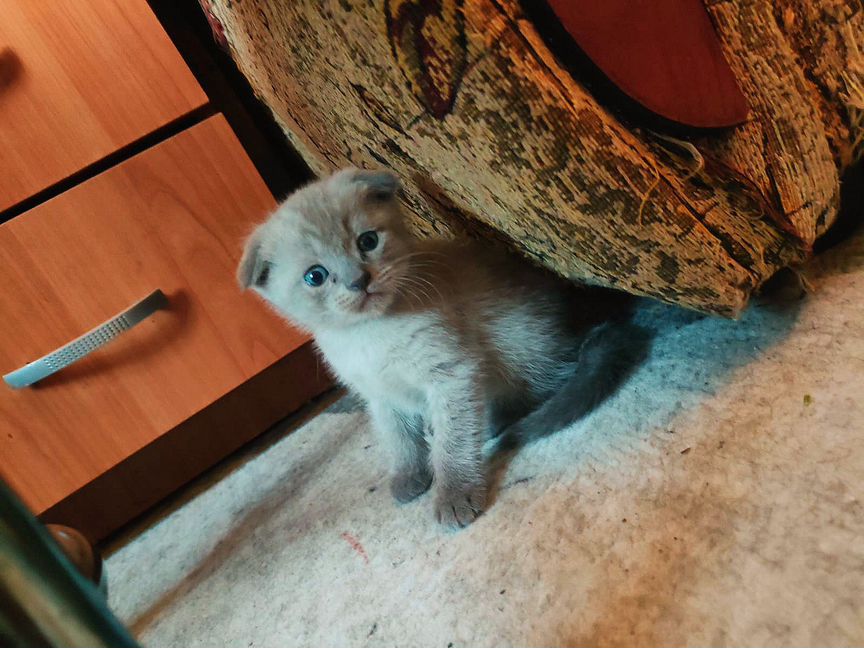 Шотландские вислоухие котята
