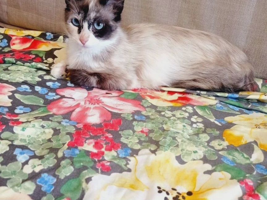 Кошке нужны заботливые хозяева