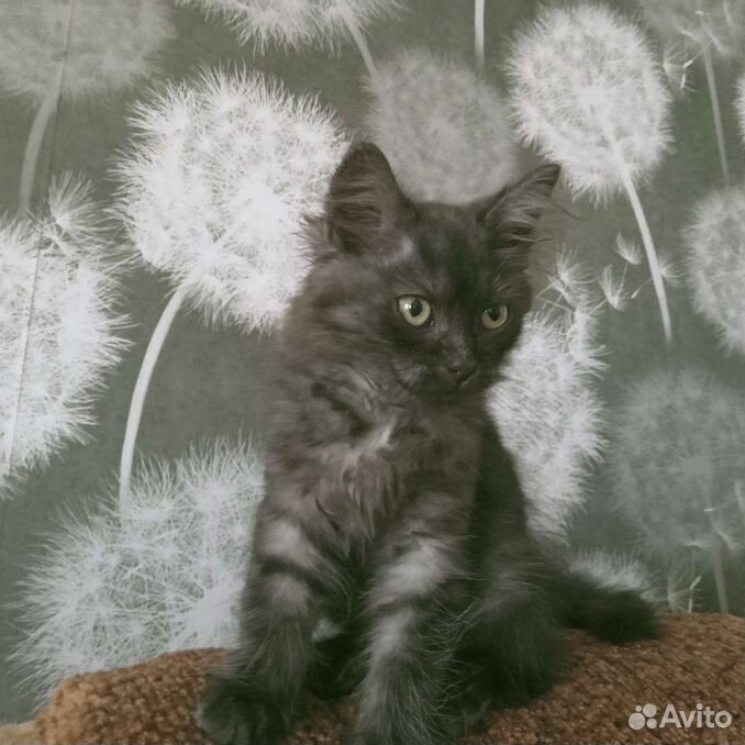 Шотландский котик в добрые руки