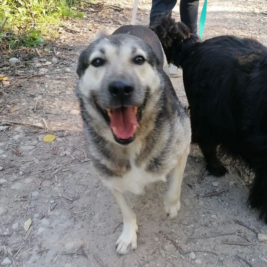 Собака в добрые руки