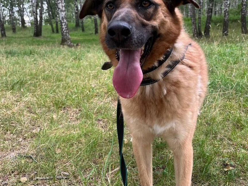 Собака в добрые руки