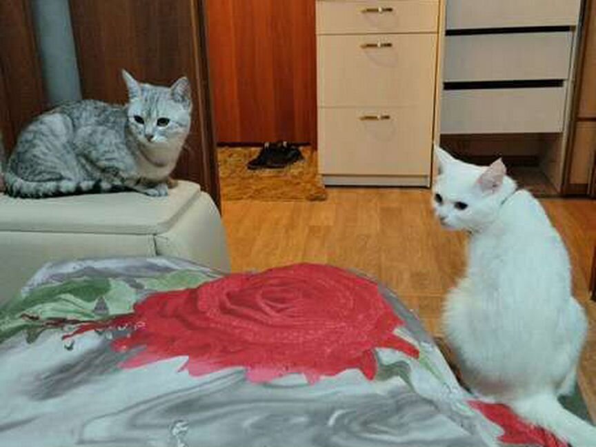 Отдам кота в добрые руки