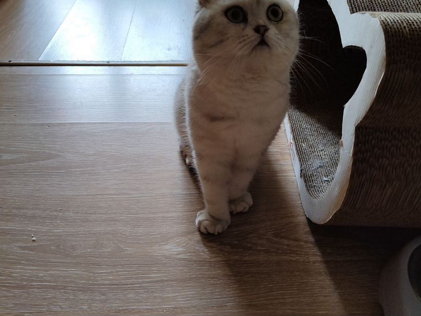 Шотландские вислоухие котики