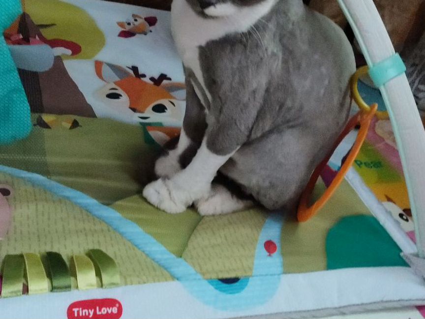 Кот в добрые руки