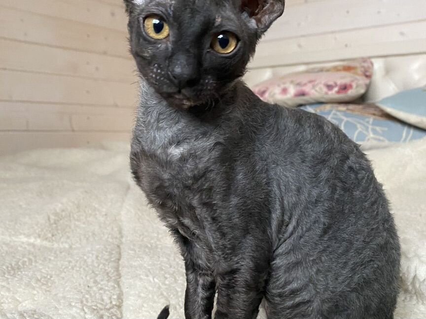 Корниш-рекс