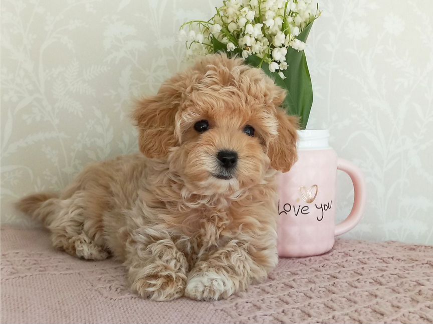 Девочка мальтипу f1