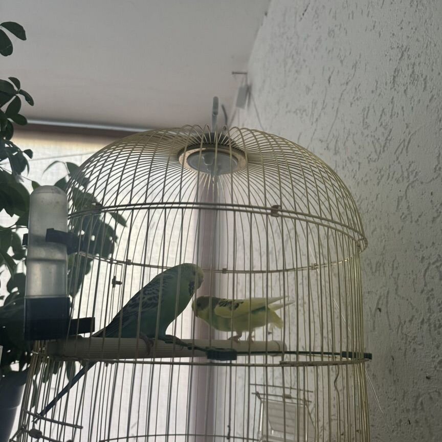 Попугай получех и волнистый