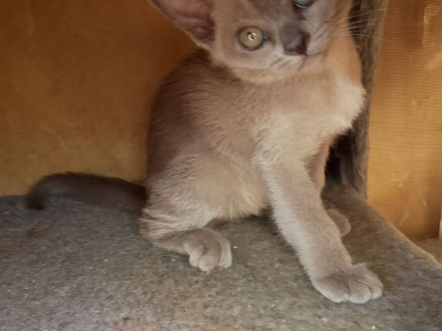 Бурманская