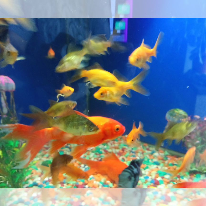 Золотая рыбка комета