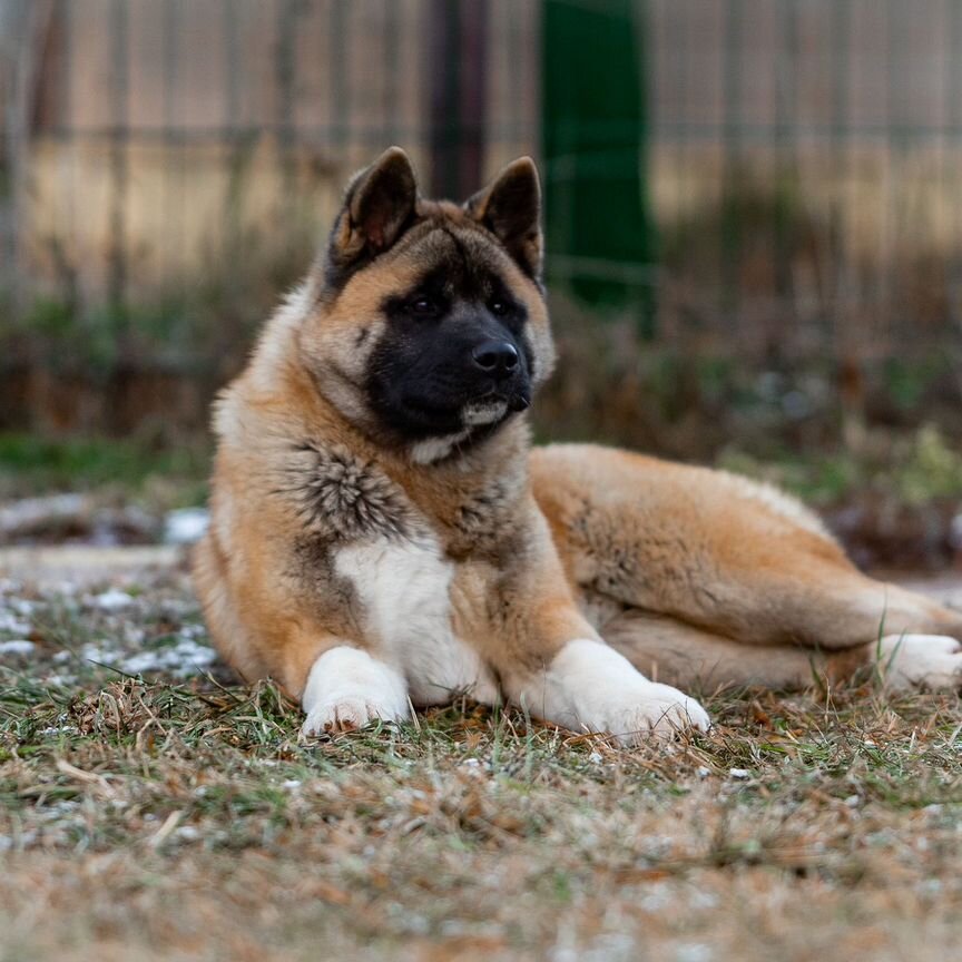 Щенки американской акиты