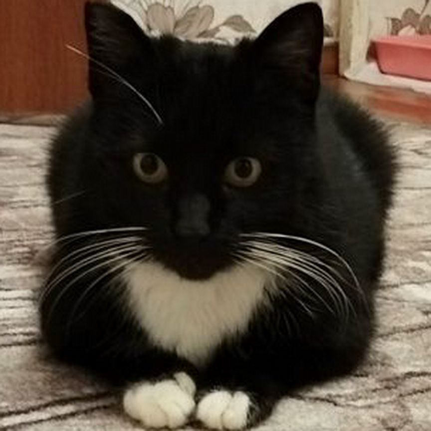 Взрослая, кошка в добрые руки