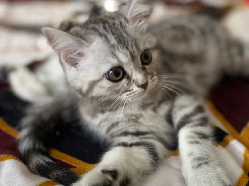 Девочка короткошерстной британки 2,5 месяца