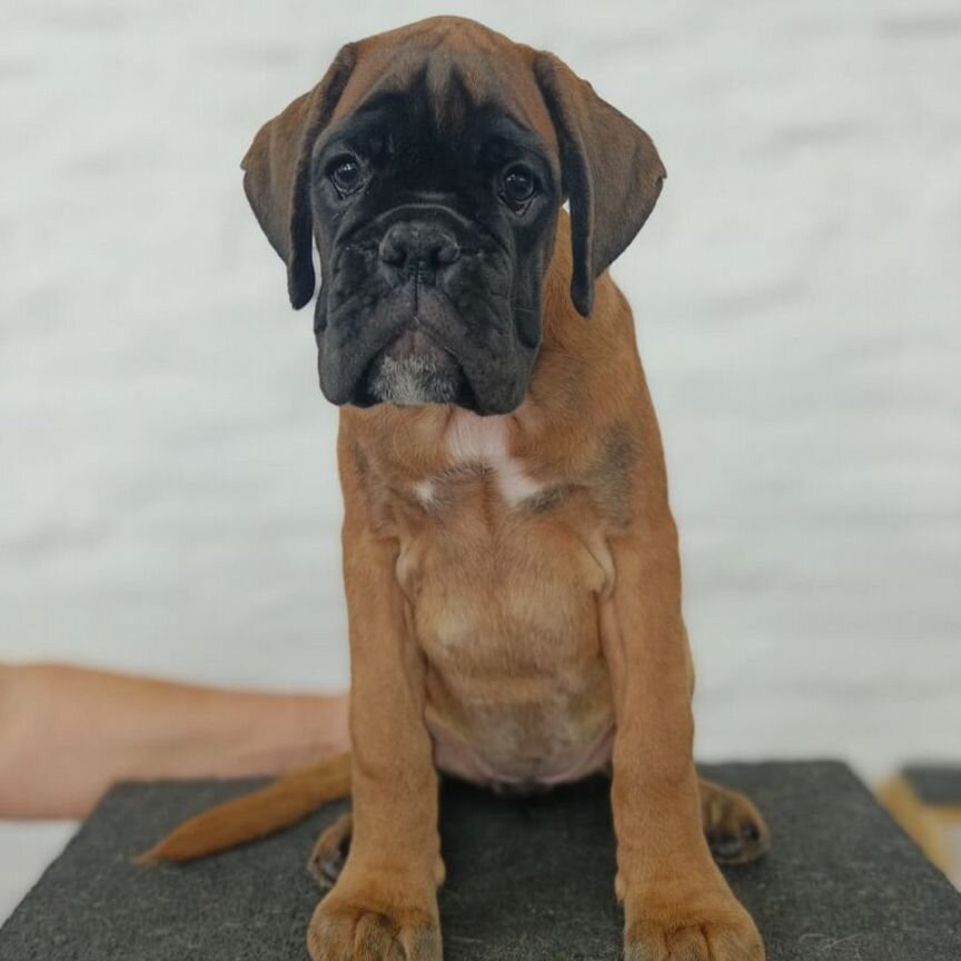 Щенка боксера девочка 2,5 мес