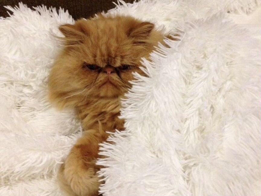 Персидский кот ищет невесту