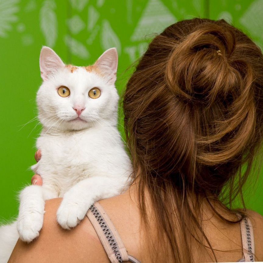 Оливер котик с янтарными глазами в дар