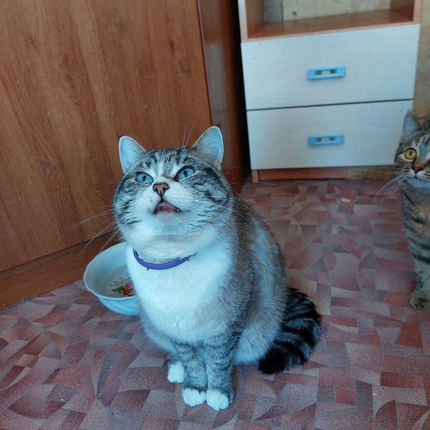 Взрослая, кошка в добрые руки