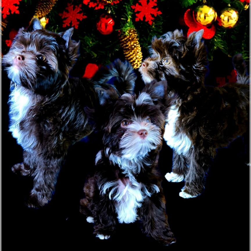 Йоркширский терьер, щенок