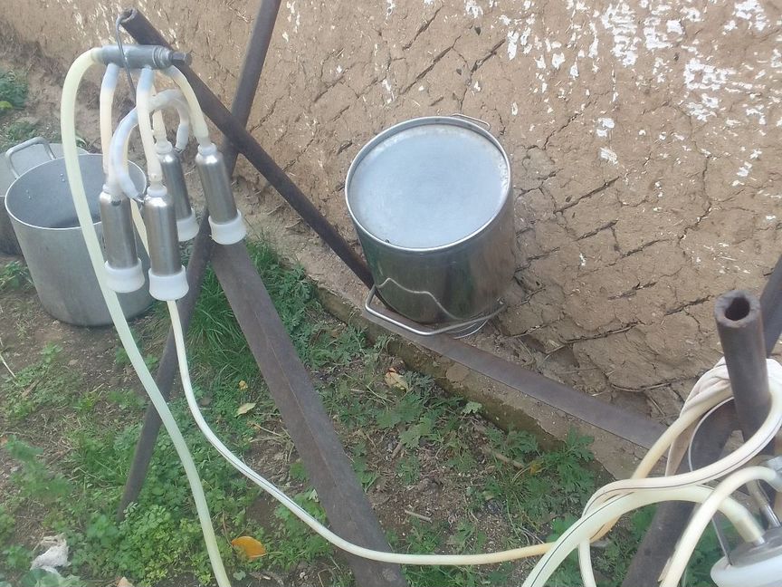 Доильный аппарат