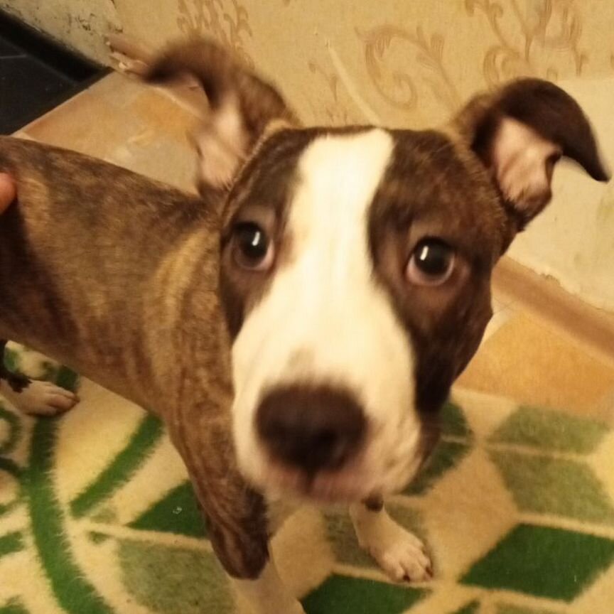 Амстаф щенок