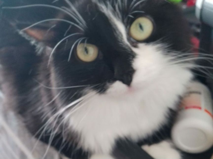 Констанция