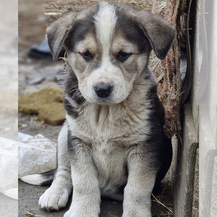 Щенки пропадают на улице