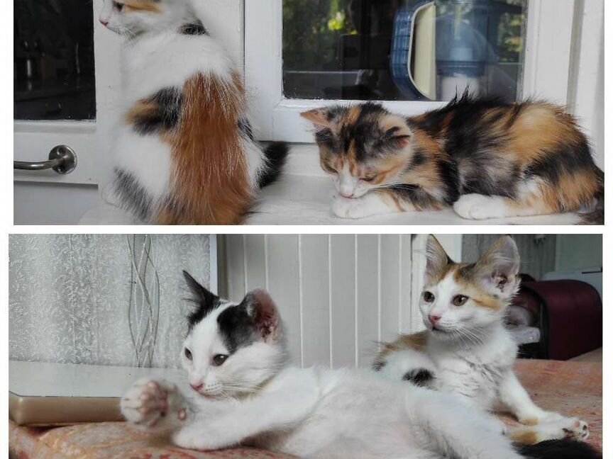 Крымские домашние метисы камышового кота (котята)