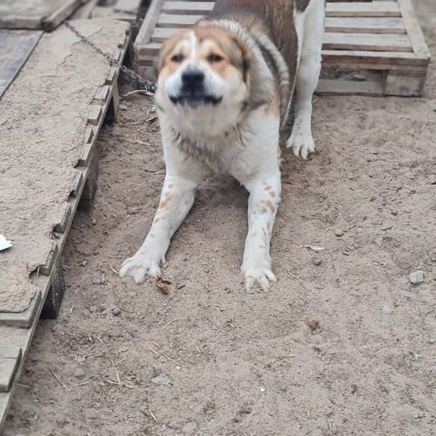 Прекрасный малыш