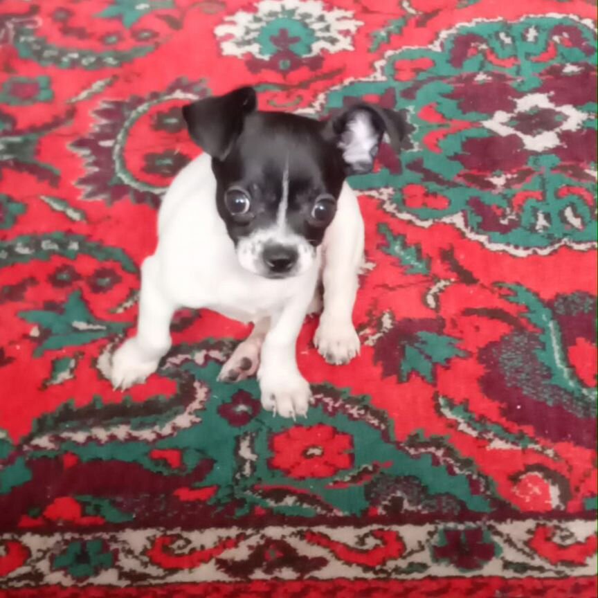 Продается чихуахуа