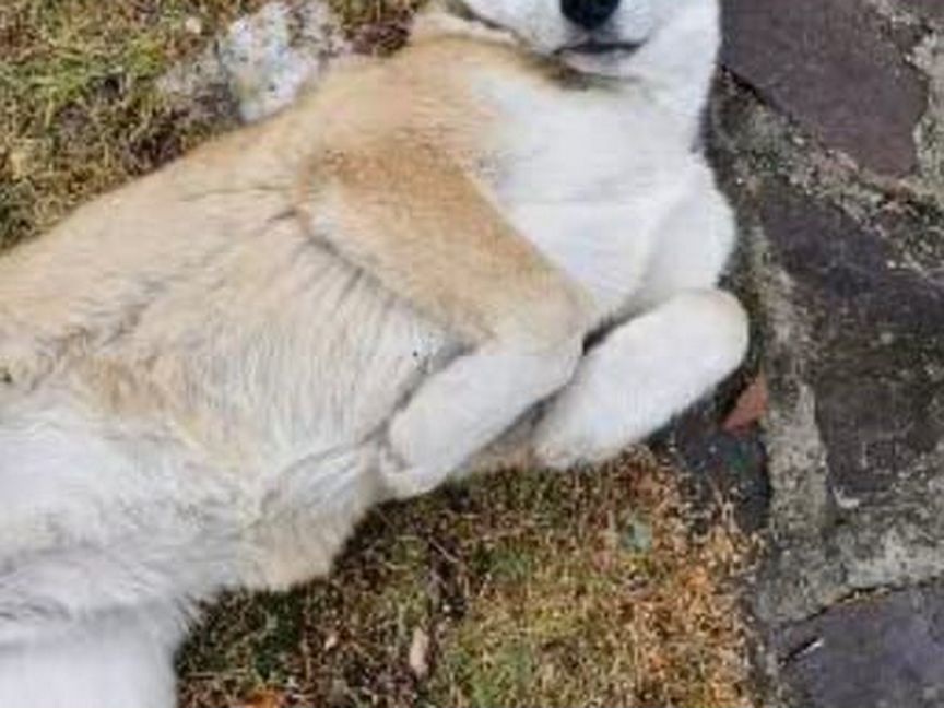 Щенок помесь с лайкой